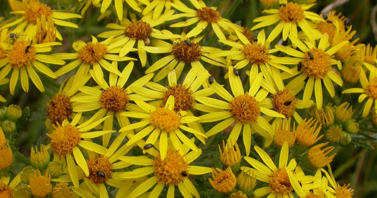 Poisonous plants & grazing animals' natural instincts | Kent Wildlife Trust