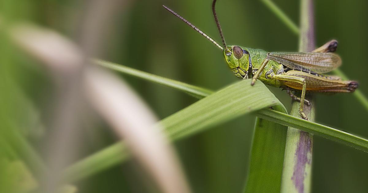 cricket insect uk