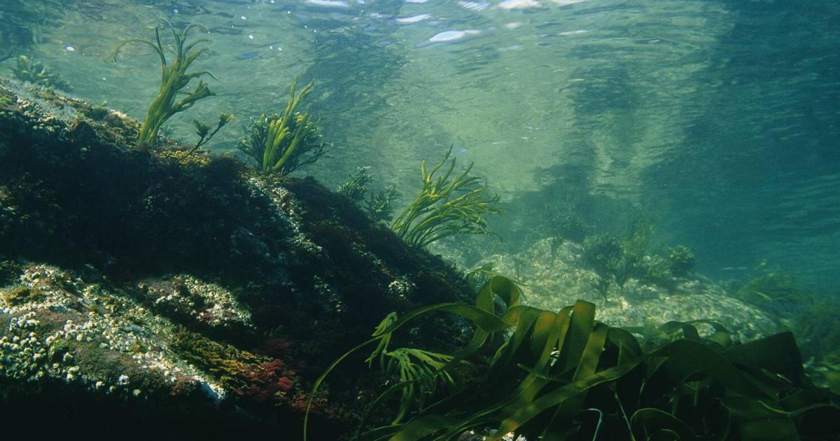 Marine | Kent Wildlife Trust