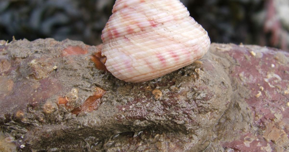Sea Snails and Sea Slugs in Kent | Kent Wildlife Trust