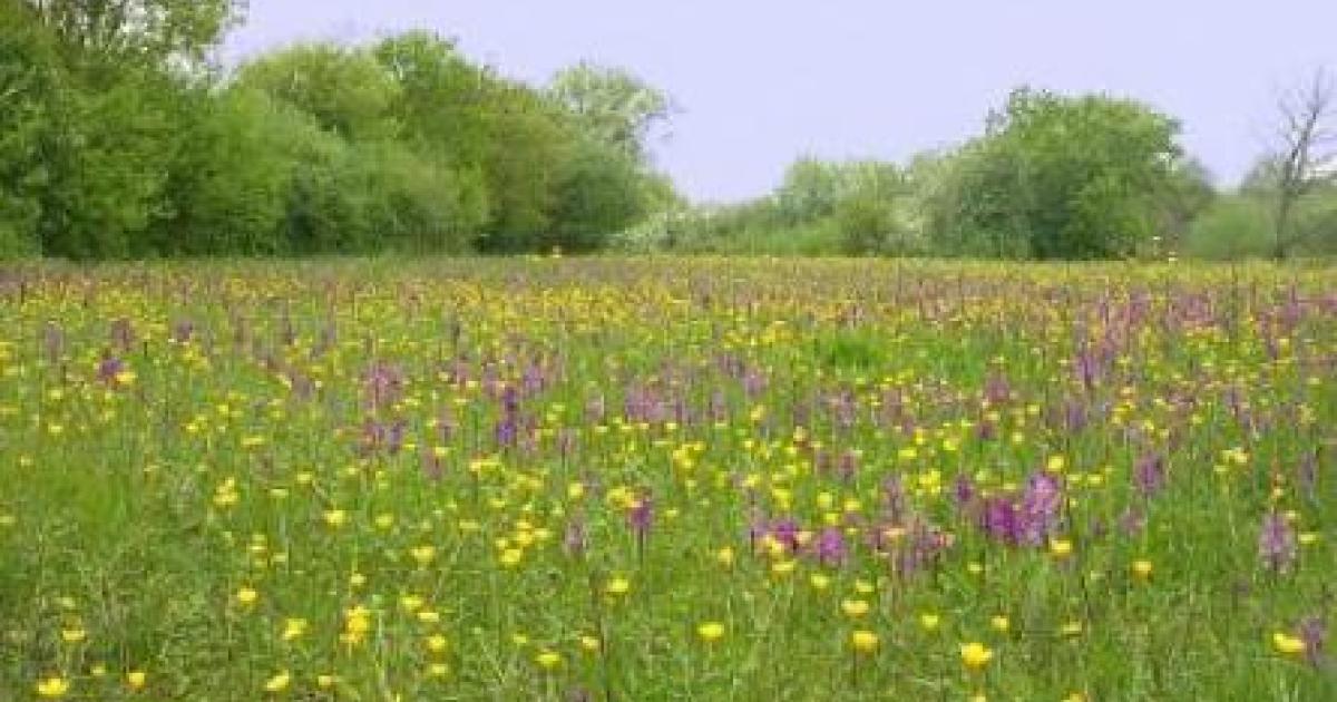 UK Habitat Classification (UKHab) Training Courses (2.0) | Kent ...