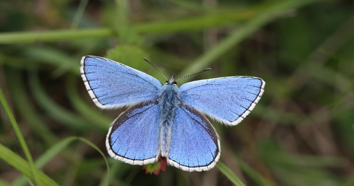 Adonis blue | Kent Wildlife Trust