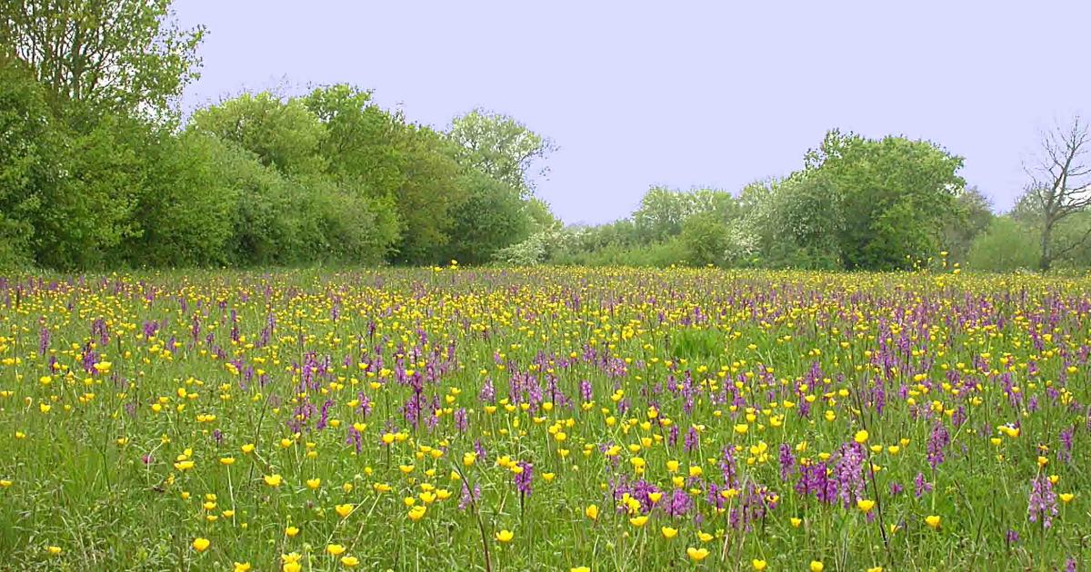 Meadow plant identification day | Kent Wildlife Trust