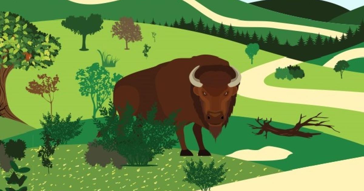 Wilder Blean Press Pack | Kent Wildlife Trust