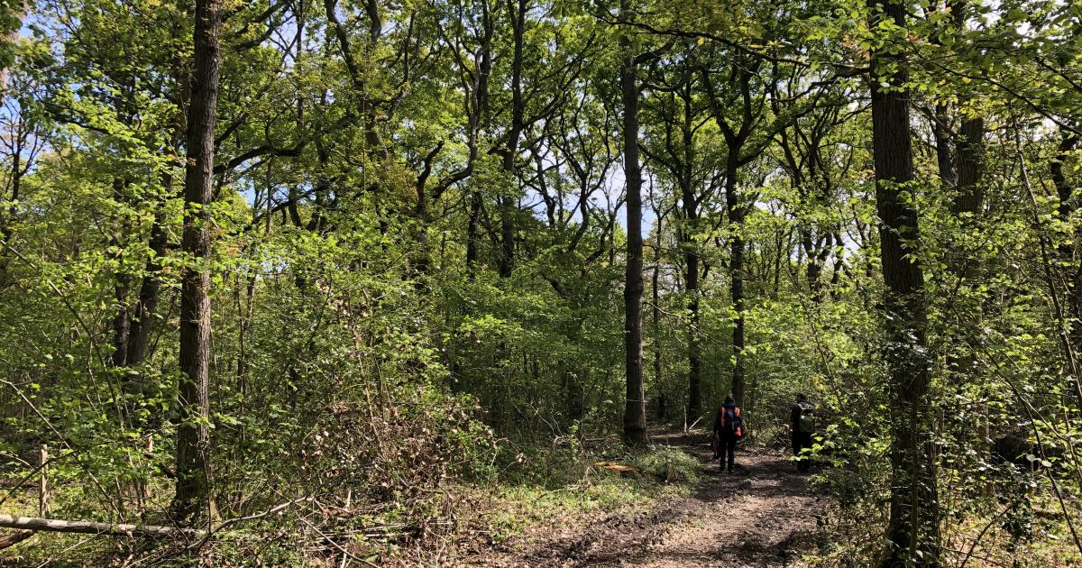 The Blean Wildscape | Kent Wildlife Trust