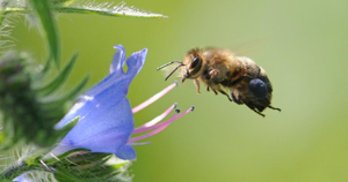 Responsible Beginners' Beekeeping | Kent Wildlife Trust