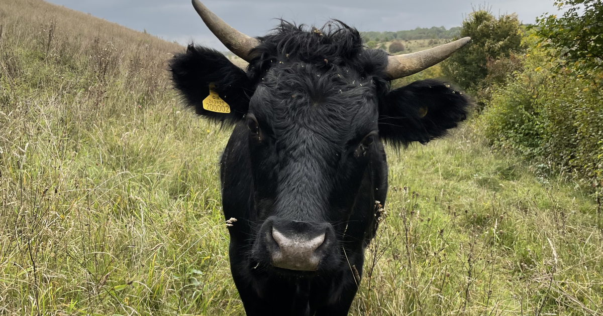 dexter cattle uk