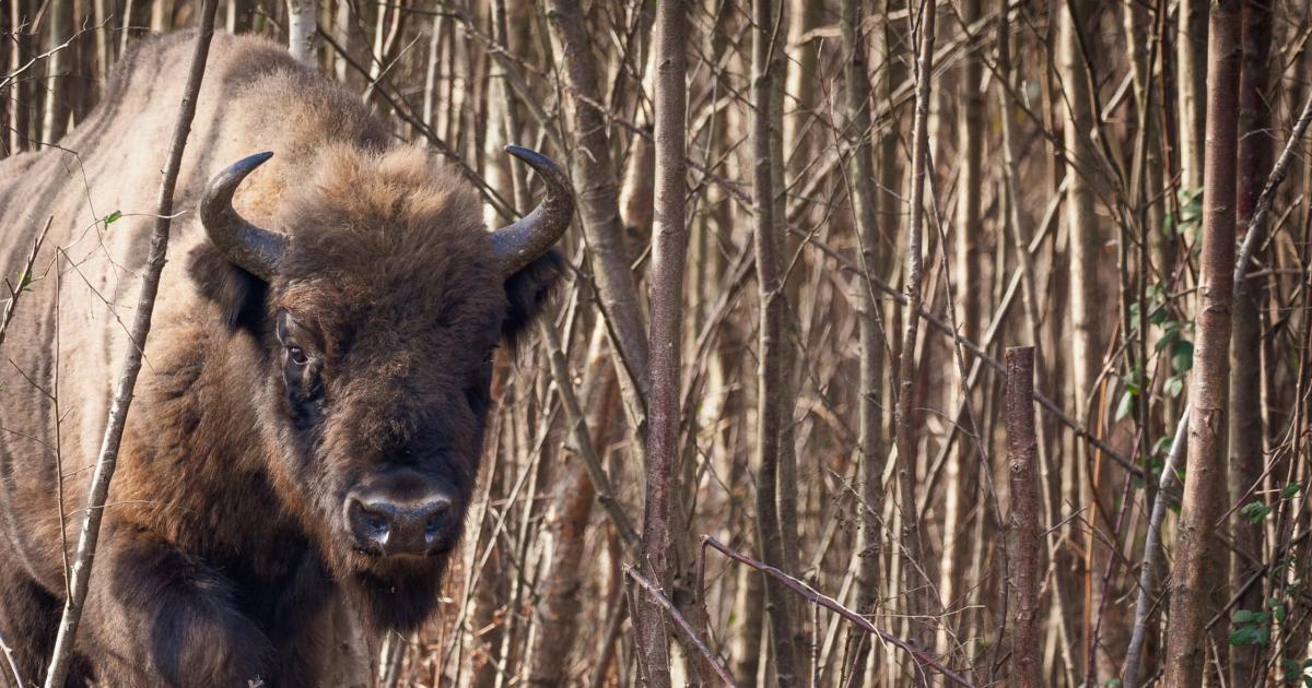 Wilder Blean wins BIG Biodiversity Challenge Innovation Award | Kent ...