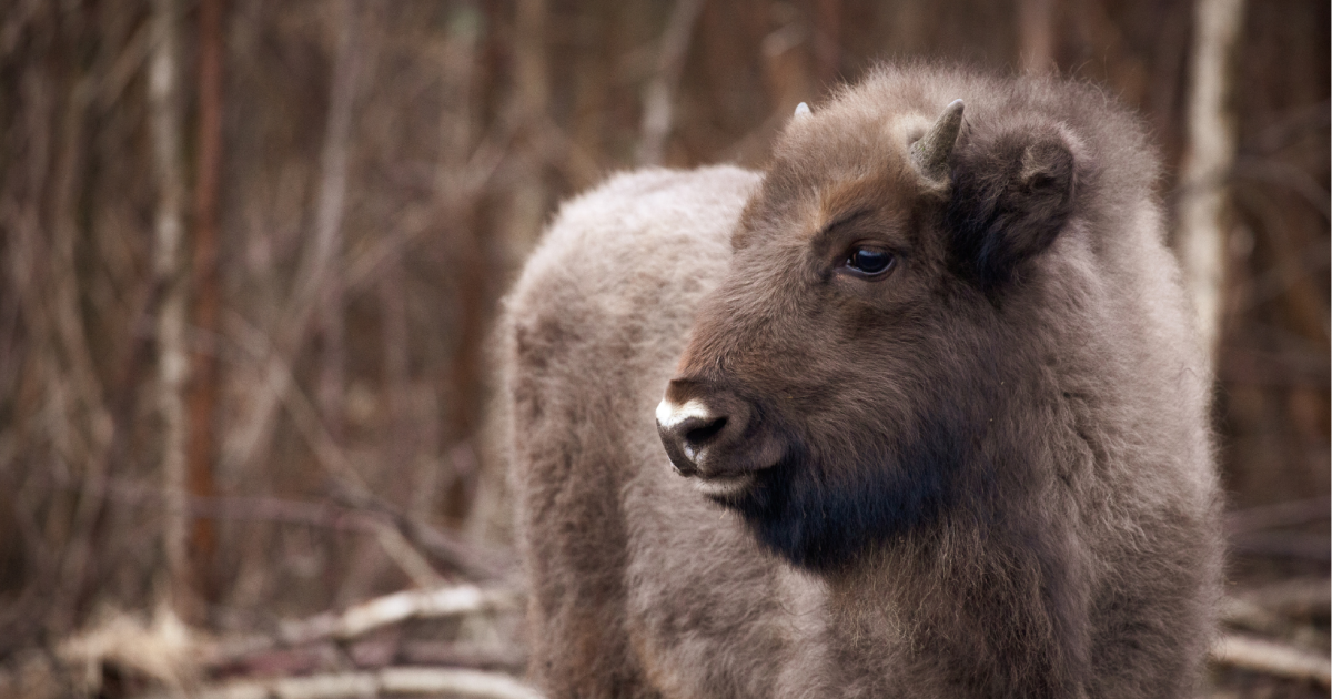 Wilder Blean Project | Kent Wildlife Trust