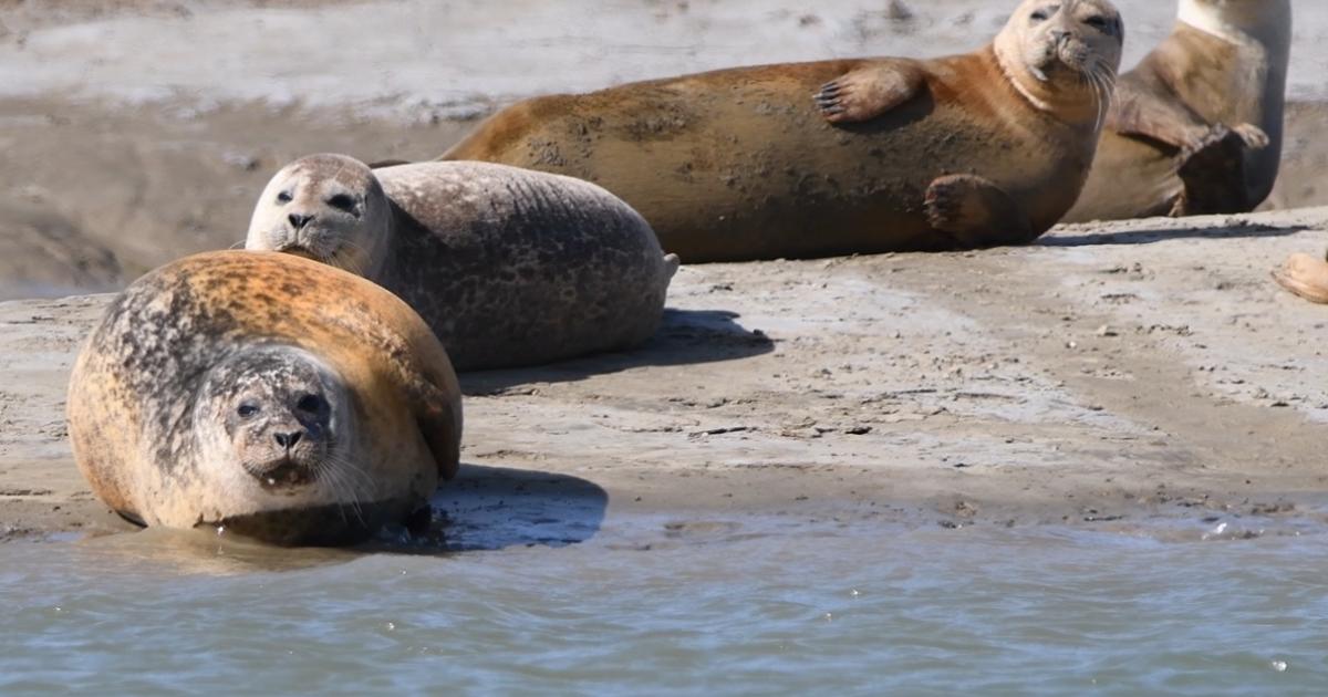 SOS - Save our Seals | Kent Wildlife Trust
