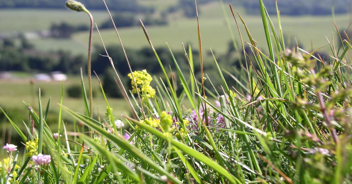 UK Habitat Classification (UKHab) Online Training Course | Kent ...