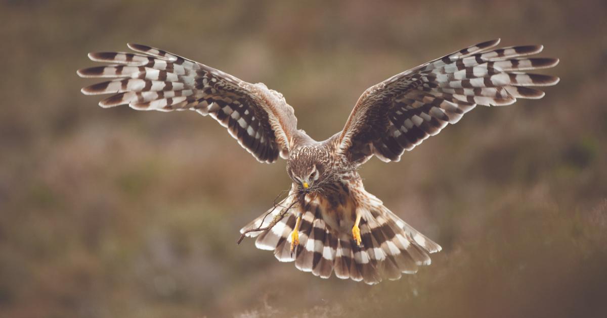 small birds of prey uk