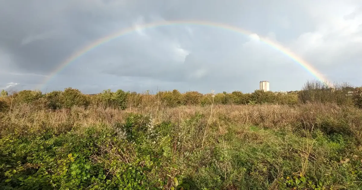 Restoring local green space: Dane Valley Woods | Kent Wildlife Trust