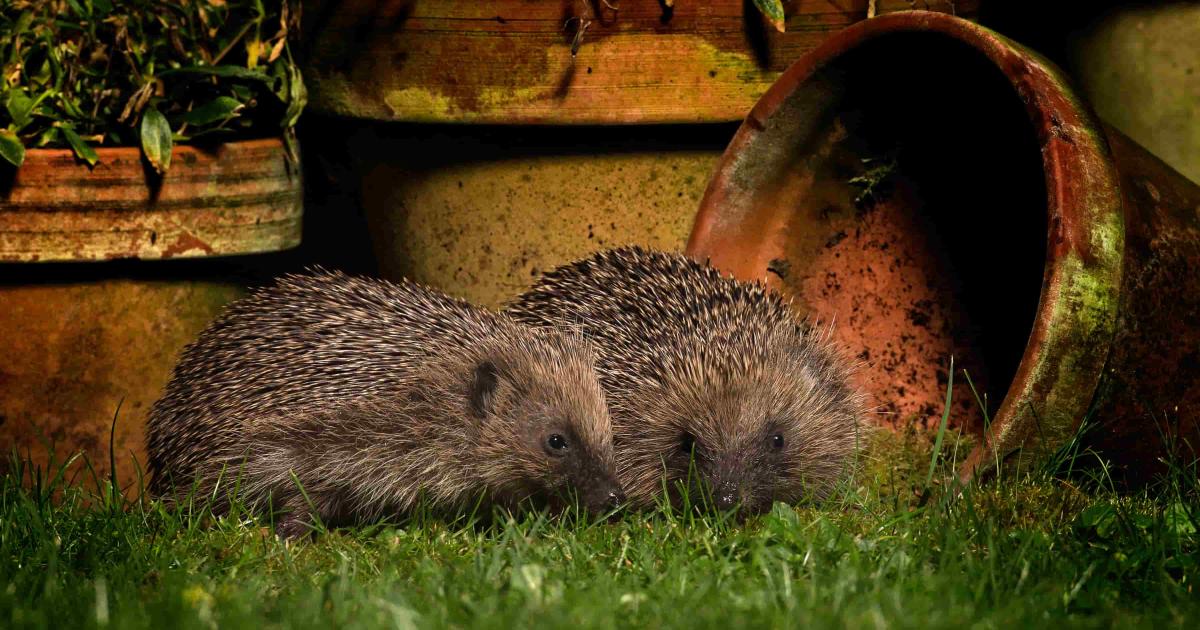 Help A Hedgehog | Kent Wildlife Trust