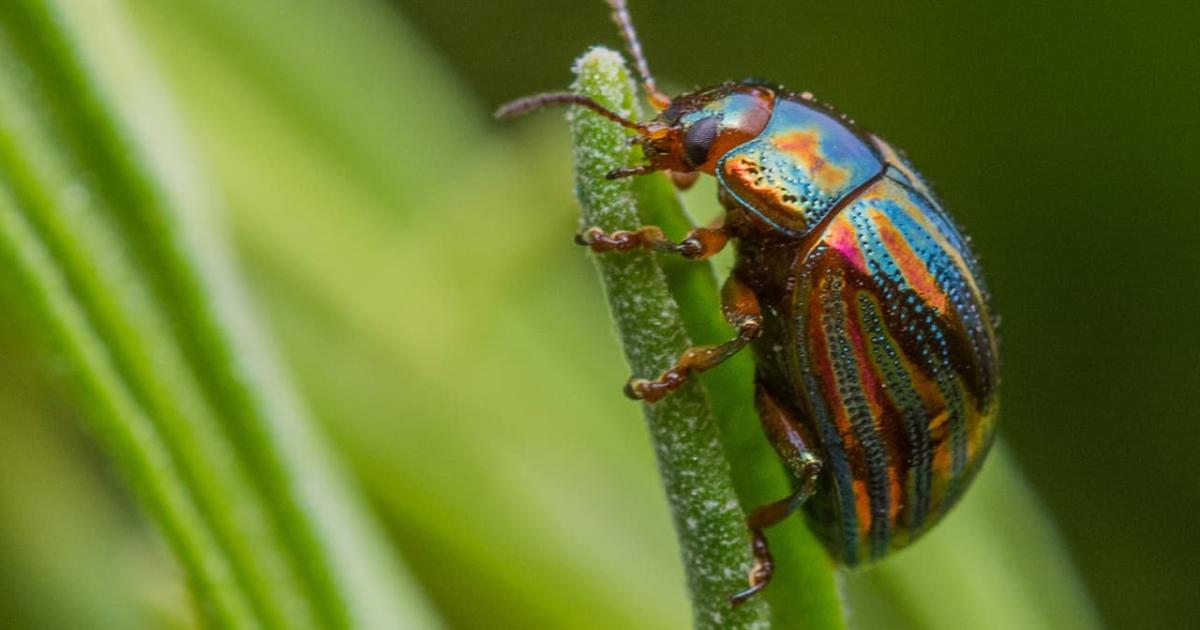 Thousands join epic mission to measure the health of insect populations ...