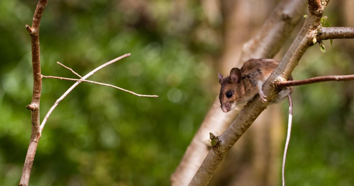 The 4 species of mice you can see in the UK | Kent Wildlife Trust