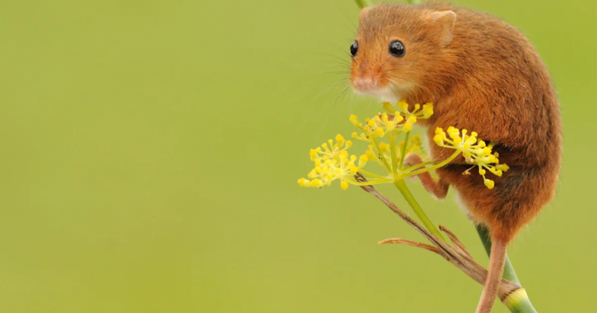 A World Without Nature | Kent Wildlife Trust