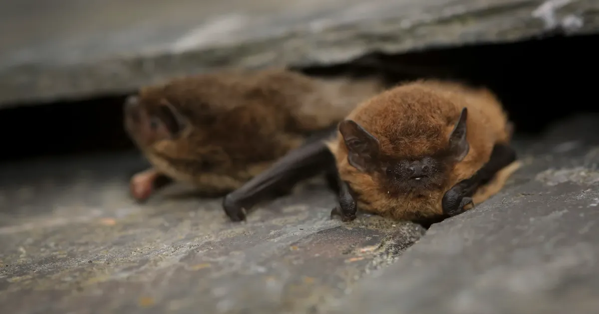 How to support bats in your garden (and why) | Kent Wildlife Trust