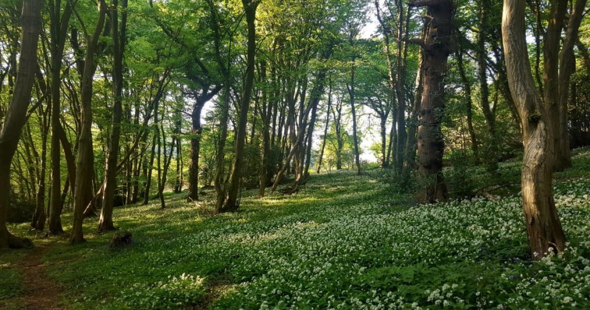 10 must-visit Kent woodlands | Kent Wildlife Trust