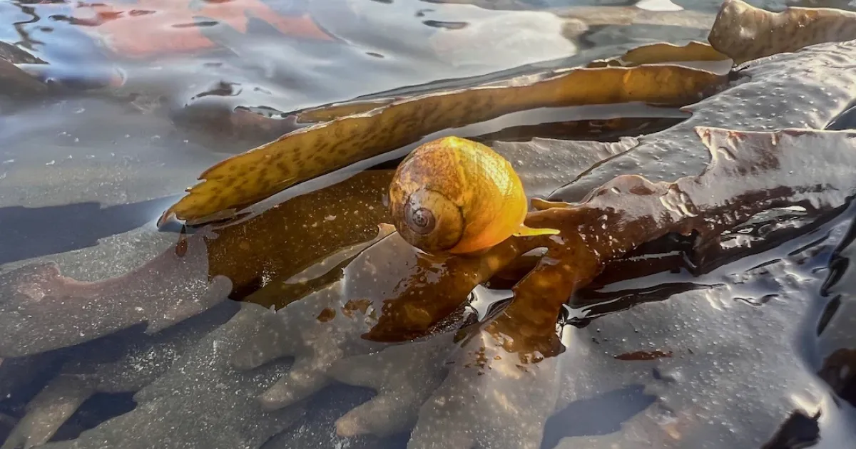 Seabed secrets: 6 lesser-known marine species | Kent Wildlife Trust