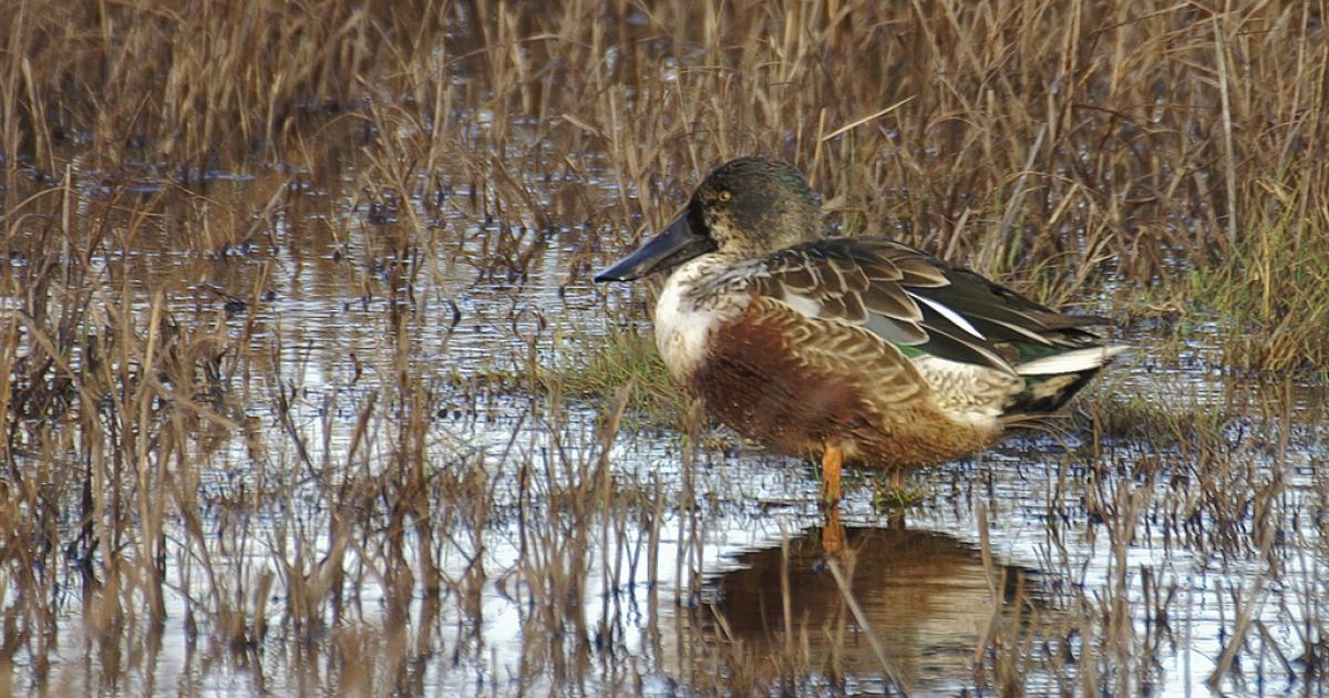 Guided Walk: Winter Birds | Kent Wildlife Trust