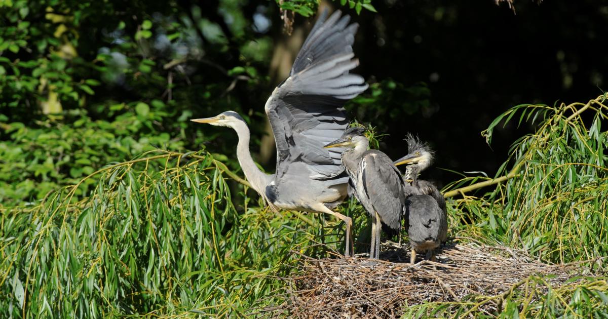 Guided Walk: Summer Birds | Kent Wildlife Trust