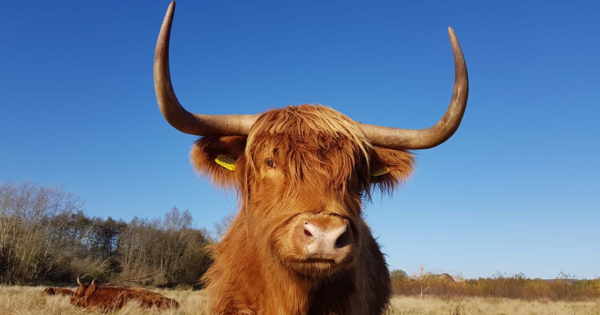 Kent Wildlife Trust urges visitors to keep their distance from highland ...