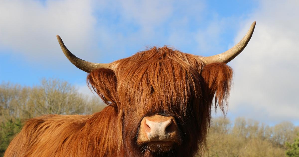 Kent Wildlife Trust removes highland cattle from Hothfield Heathlands ...