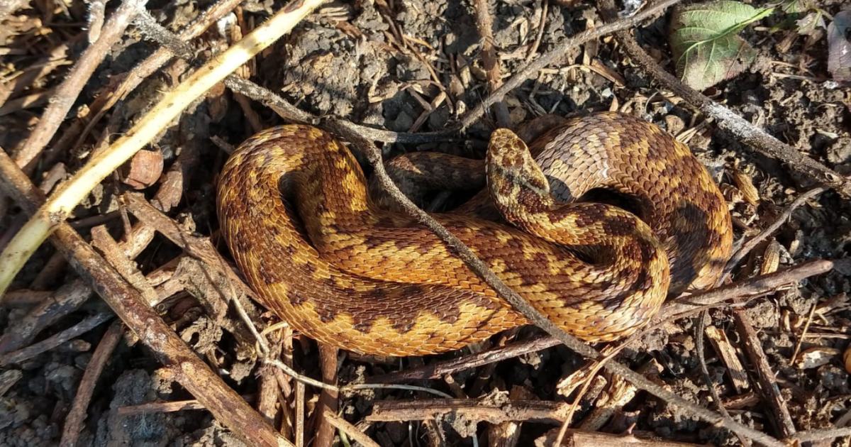 The ultimate guide to adders | Kent Wildlife Trust