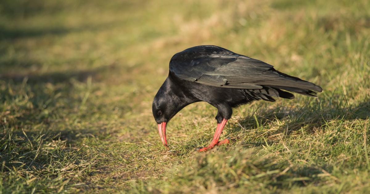 The aviary at Dover Castle | Kent Wildlife Trust