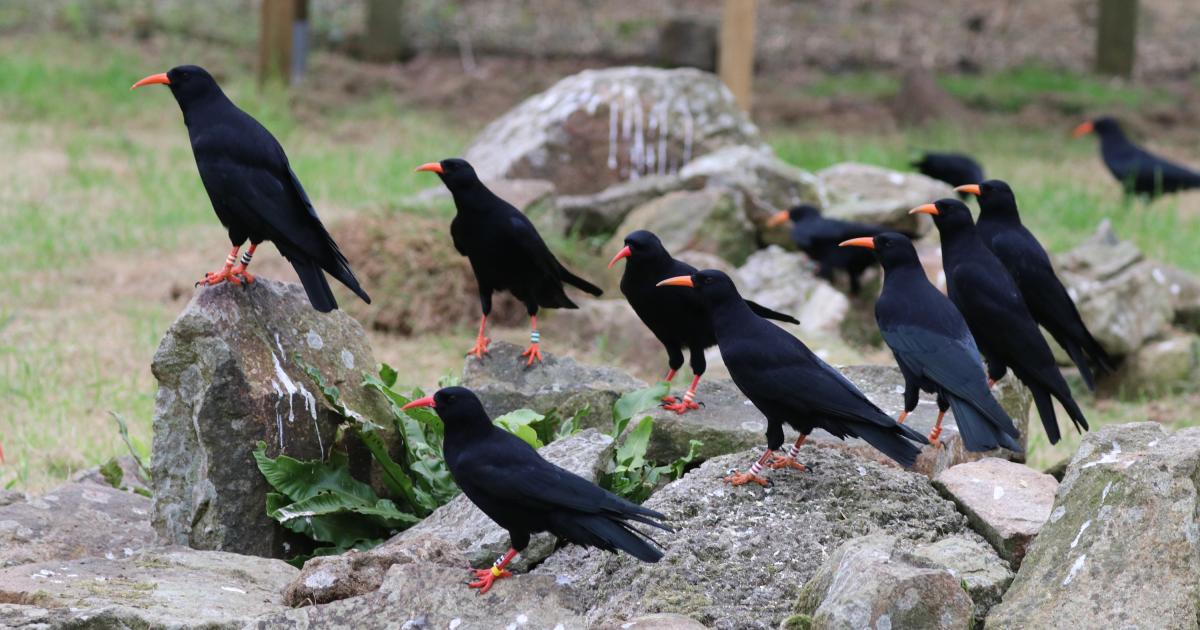 Paradise Park's Choughs flying free over Dover | Kent Wildlife Trust