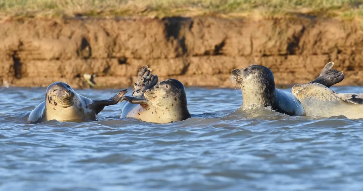 How to watch seals safely | Kent Wildlife Trust