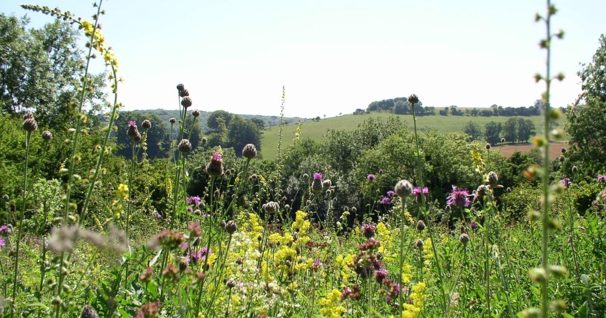 Lydden Temple Ewell - The James Teacher Reserve | Kent Wildlife Trust