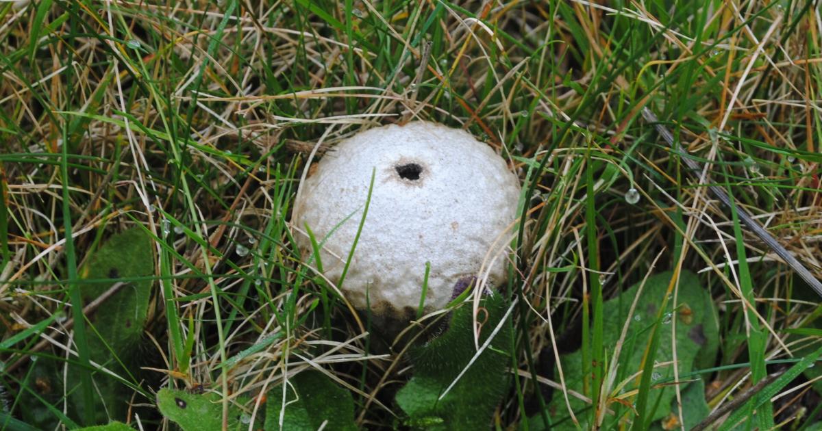 Common puffball | Kent Wildlife Trust