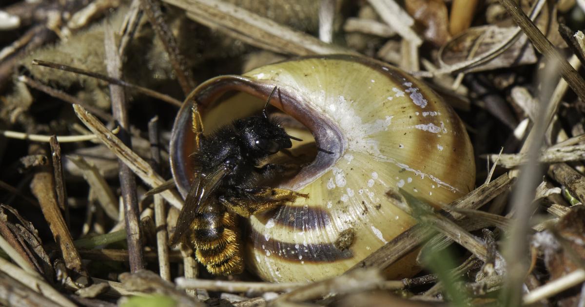 Red-tailed mason bee | Kent Wildlife Trust