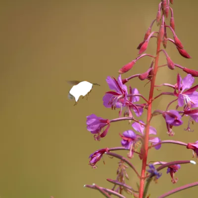 A World Without Nature | Kent Wildlife Trust