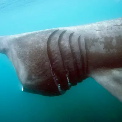 The mysterious basking shark: What we know (& some things we don’t ...