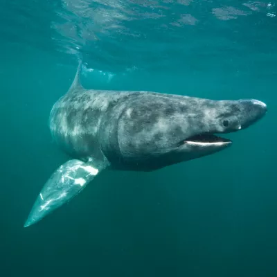 The mysterious basking shark: What we know (& some things we don’t ...