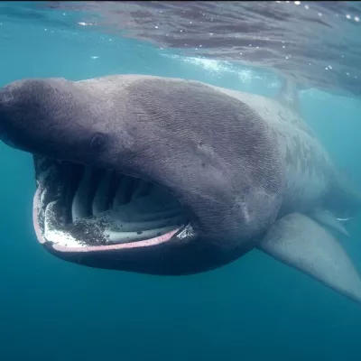 The mysterious basking shark: What we know (& some things we don’t ...