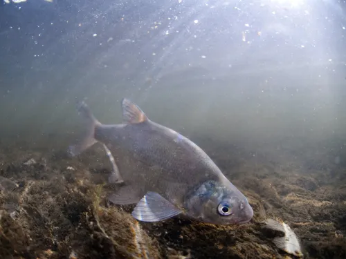 Freshwater Fish in Kent | Kent Wildlife Trust