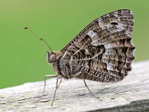 12 Fun Facts about Butterflies | Kent Wildlife Trust