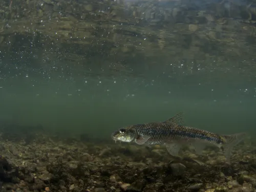 Freshwater Fish in Kent | Kent Wildlife Trust