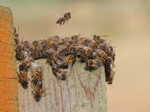 Heathland | Kent Wildlife Trust