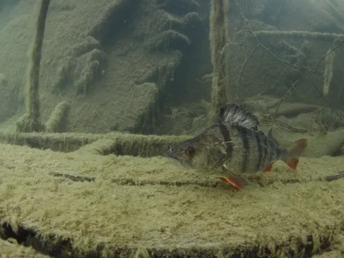 Freshwater Fish in Kent | Kent Wildlife Trust
