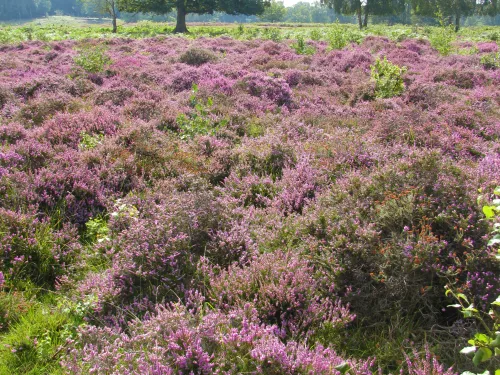 Triangle Trail at Hothfield Heathlands | Kent Wildlife Trust