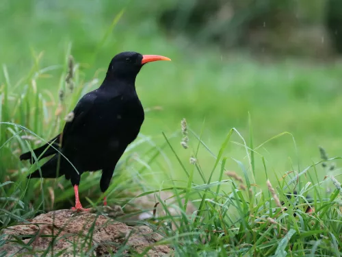 Chough Reintroduction Project | Kent Wildlife Trust