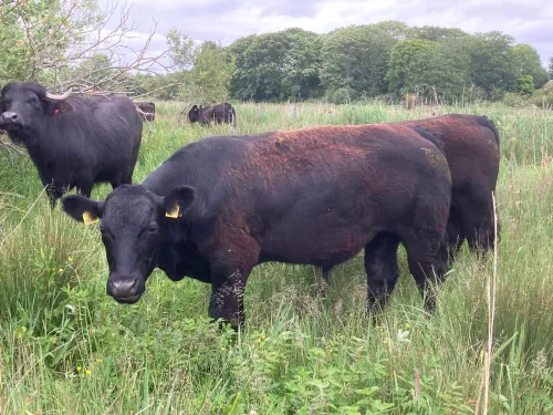 Wilder Grazing | Kent Wildlife Trust