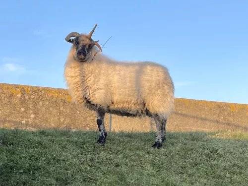 Wilder Grazing | Kent Wildlife Trust