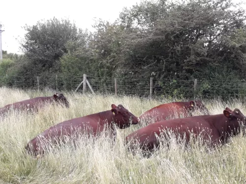 Wilder Grazing | Kent Wildlife Trust