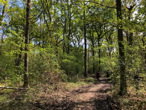 Wilder Blean Project | Kent Wildlife Trust